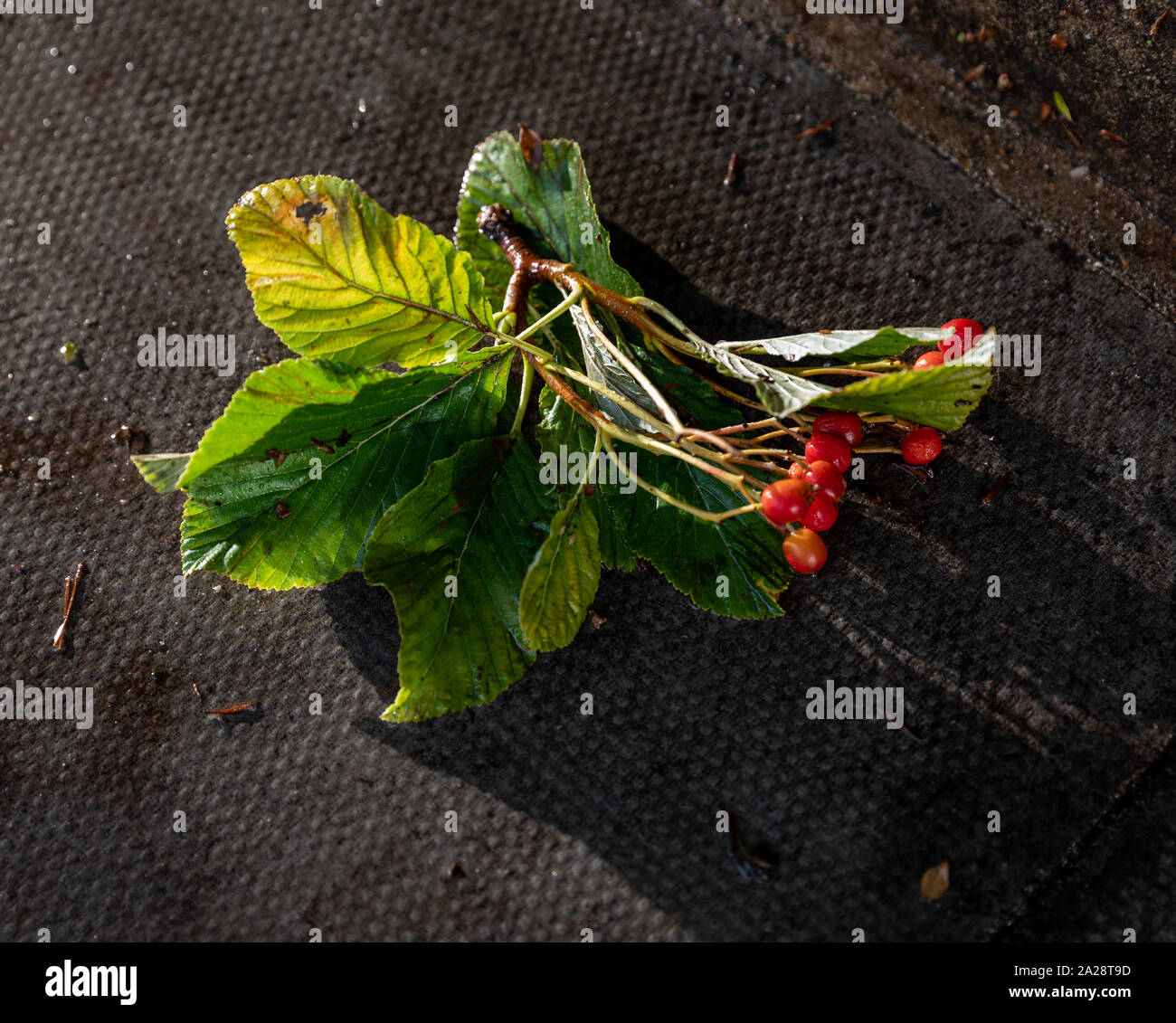 Squashed tomato hi-res stock photography and images - Alamy