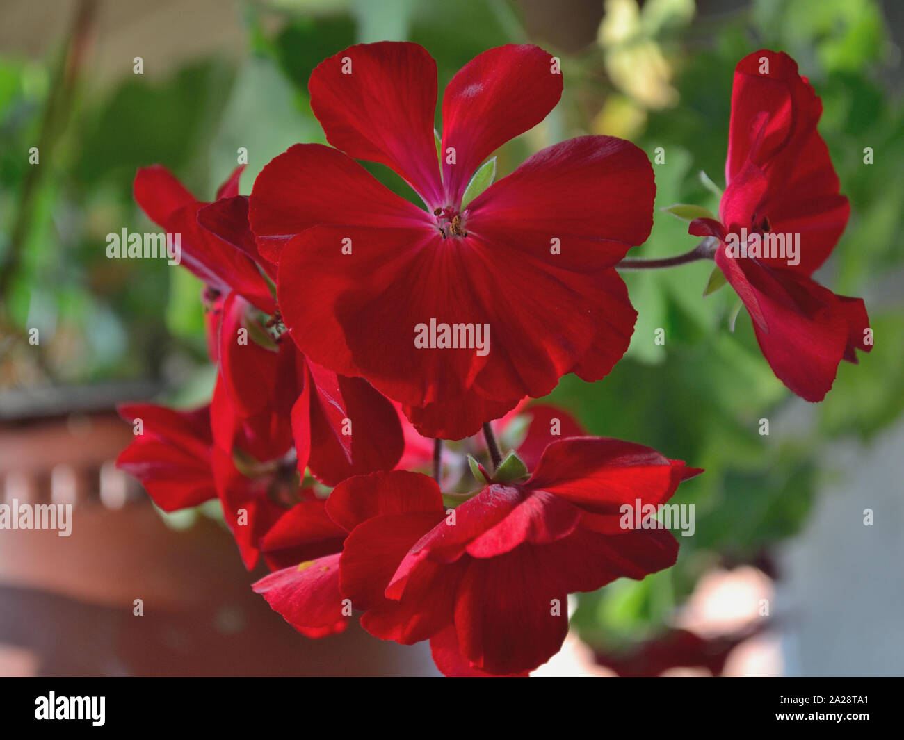 Red geraniums flowers, close up. Pelargonium hybrid calliope Stock ...