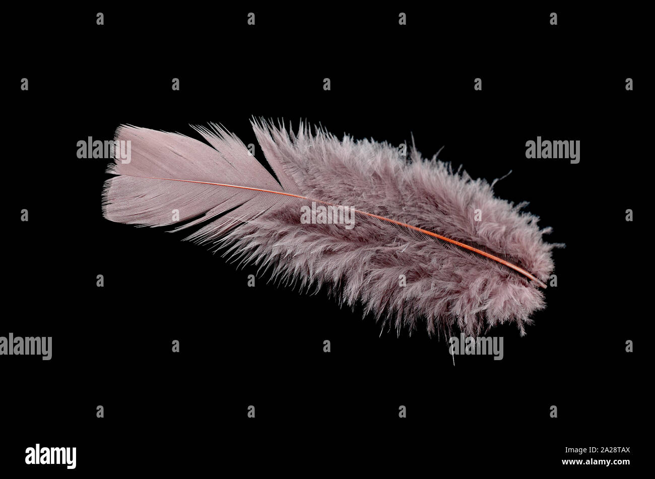 Colored bird feather isolated on black background Stock Photo - Alamy