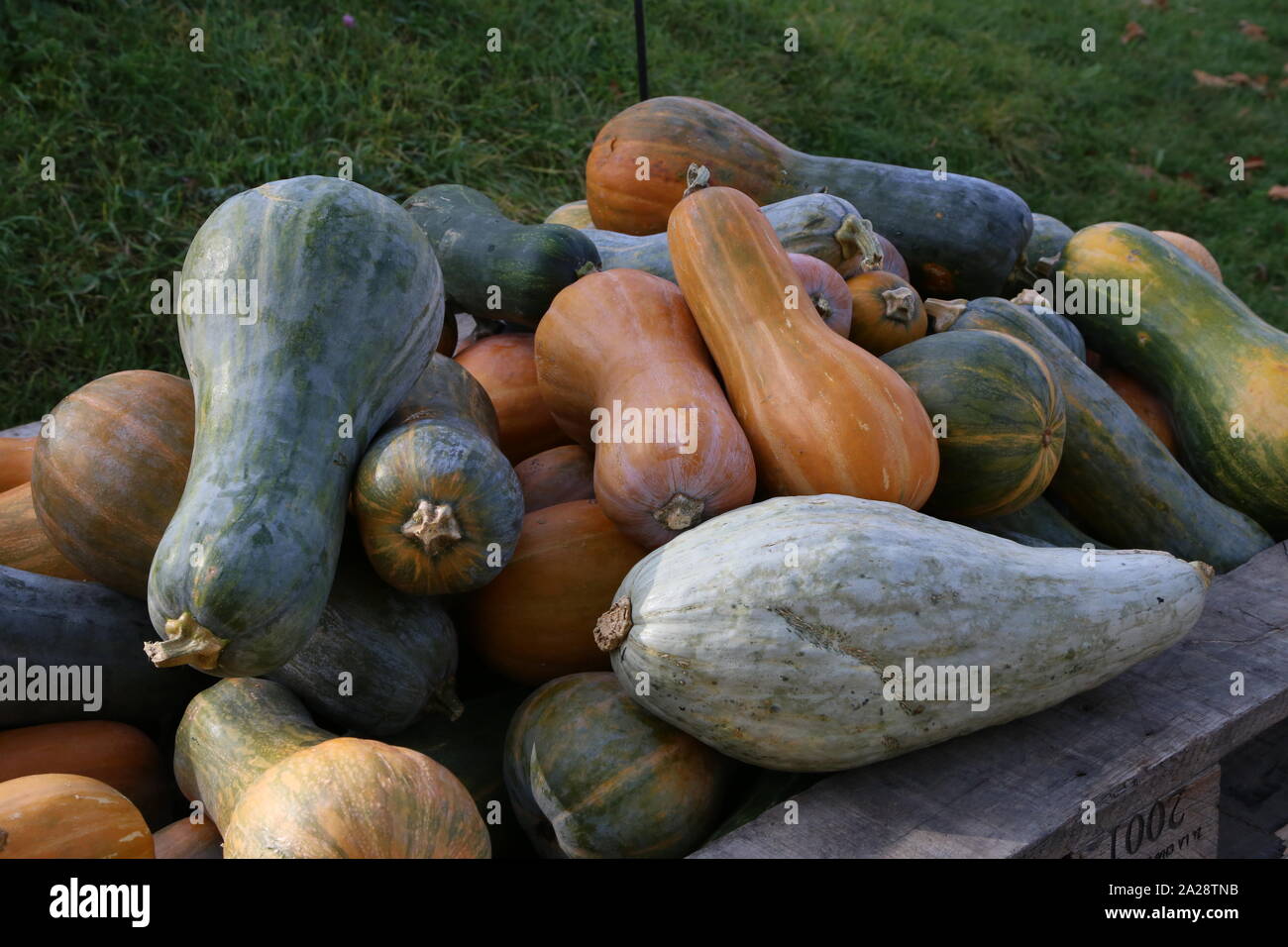 Fresh healthy bio pumpkins on farmer agricultural market at autumn ...
