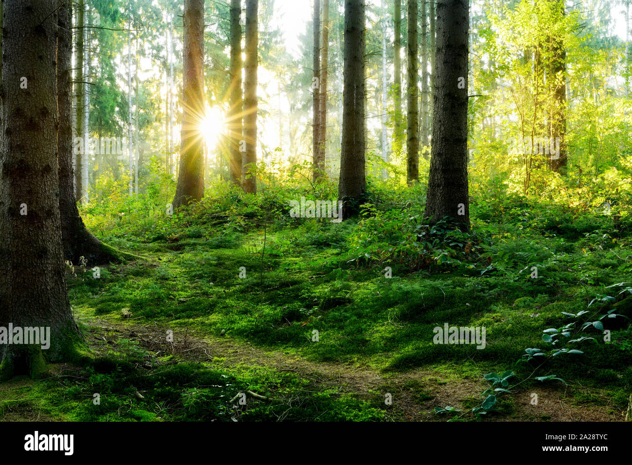 Beautiful forest in spring with bright sunlight shining through the ...