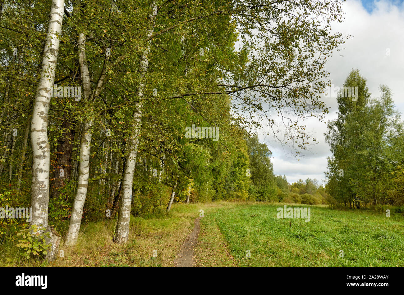 Beautiful forest landscape.Around the green meadows bloom, trees grow ...