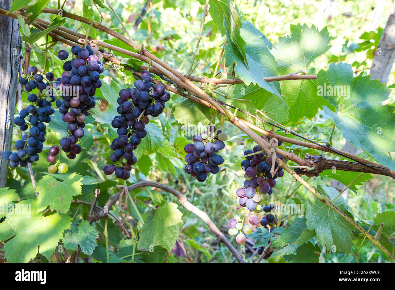 Grapes of Vine in the garden Stock Photo - Alamy
