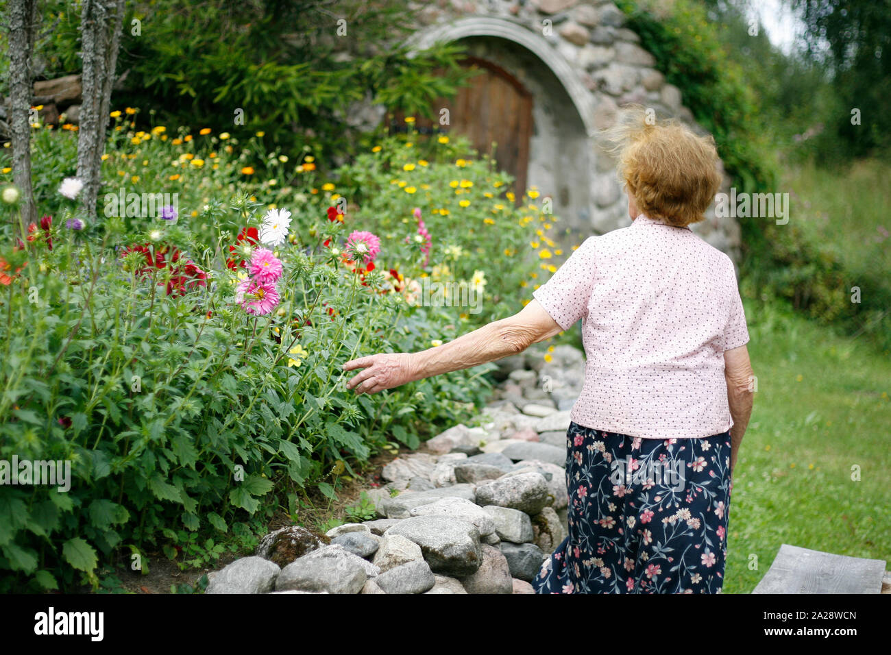 Lonely elderly woman wandering in the garden in summer touches asters ...