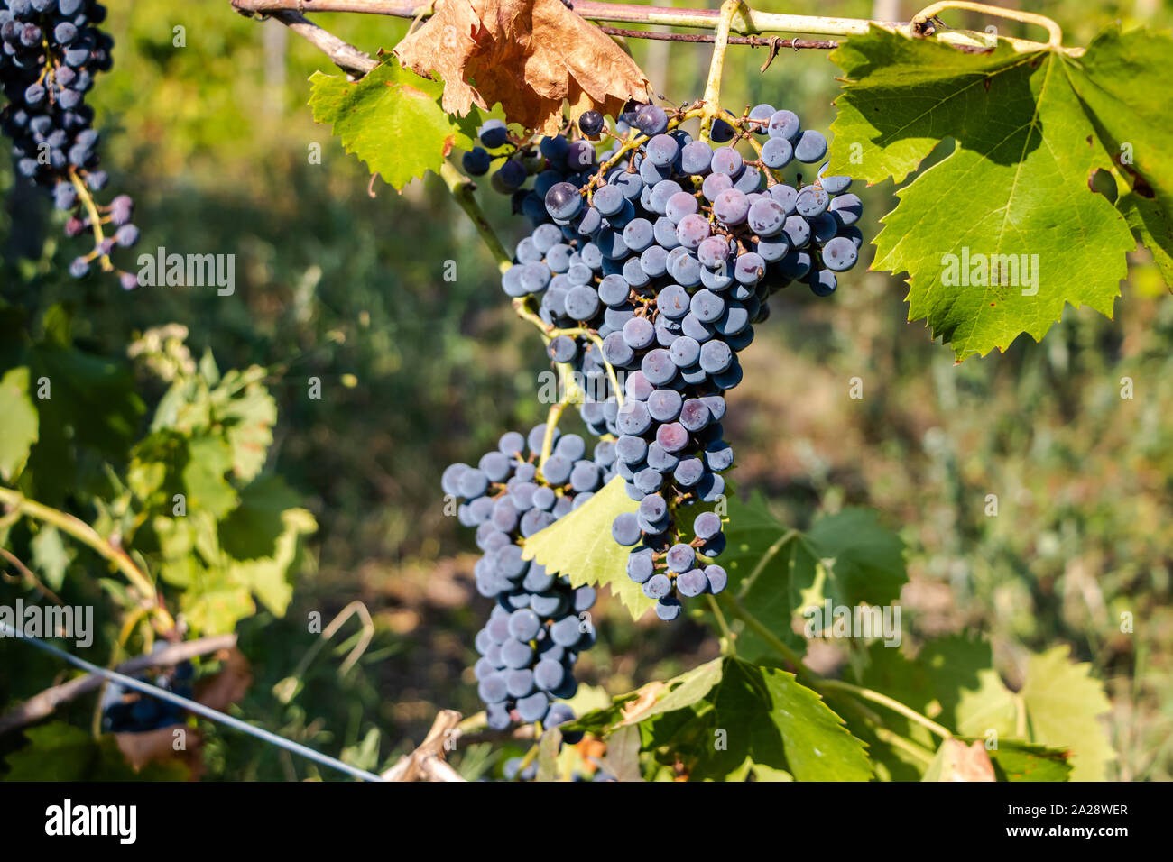 Grapes of Vine in the garden Stock Photo - Alamy
