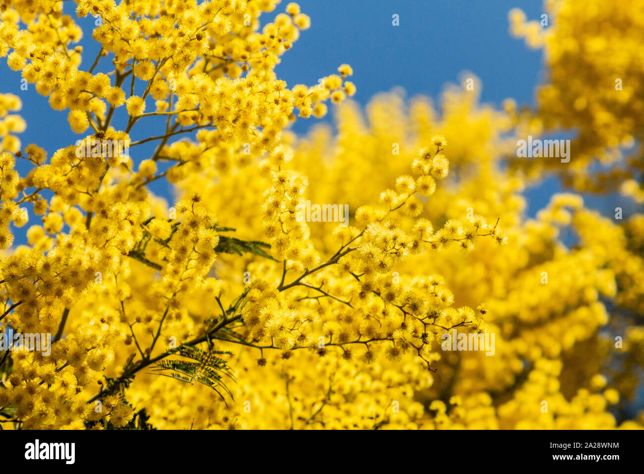 Mimosa flower at spring, beautiful Stock Photo - Alamy