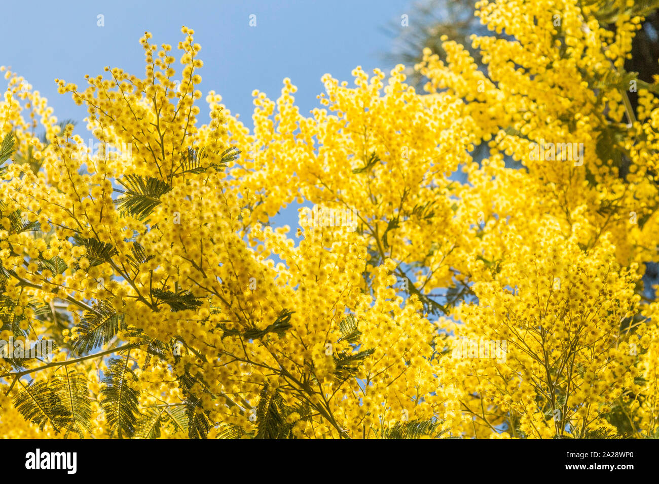 Mimosa flower at spring, beautiful Stock Photo - Alamy