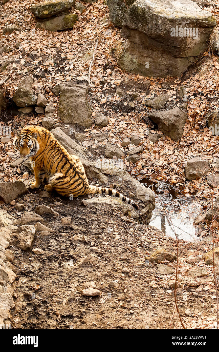 Amur o Siberian tiger, Panthera tigris altaica, Primorsky Krai. Russia ...