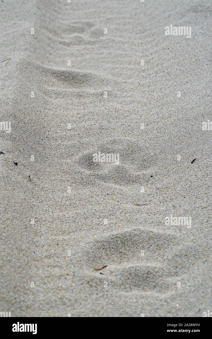Footprints of Amur o Siberian tiger, Phantera tigris altaica, on the ...