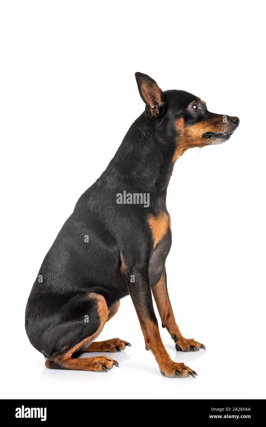 miniature pinscher in front of white background Stock Photo - Alamy