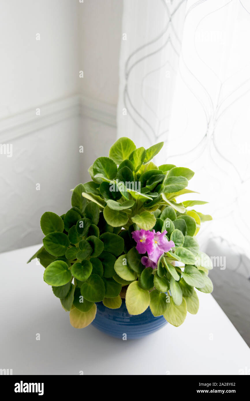 Pink African Violet by Window Stock Photo - Alamy