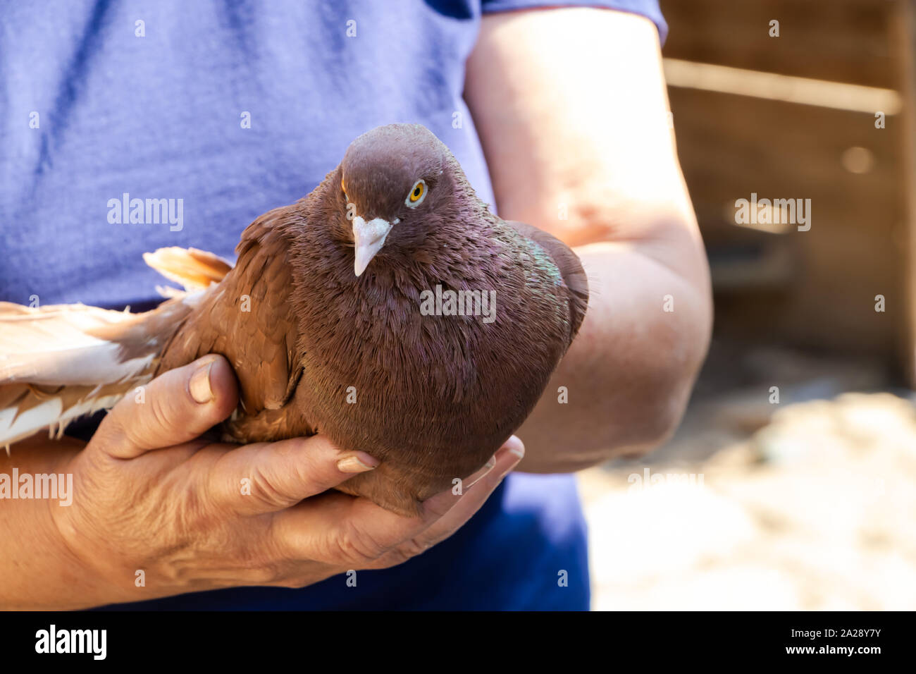 Brown pigeon in a human hands Stock Photo - Alamy