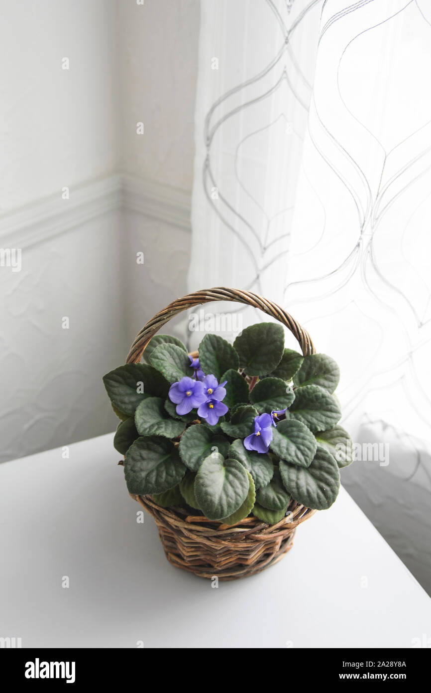 Purple African Violet by window Stock Photo - Alamy
