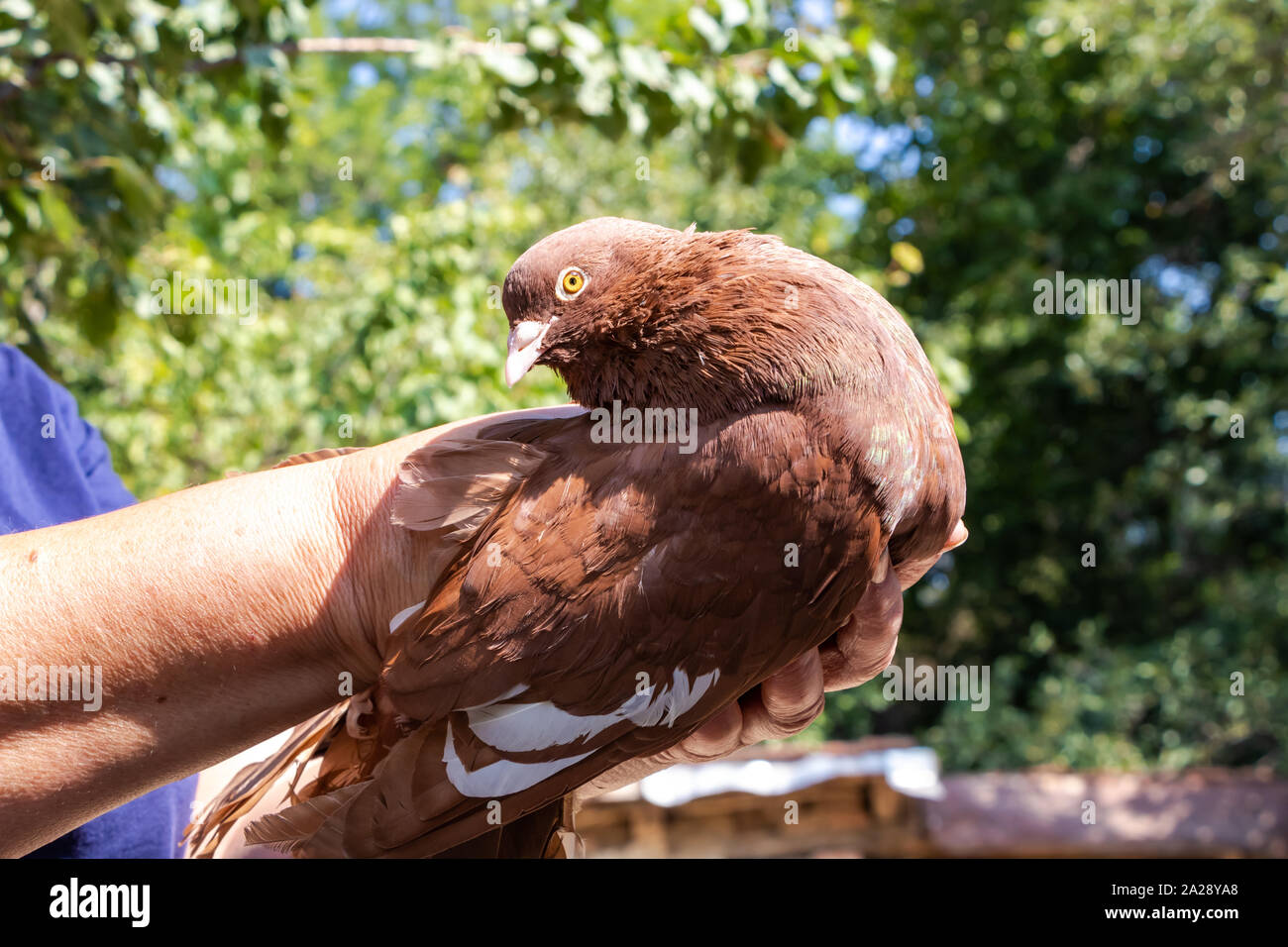 Brown pigeon in a human hands Stock Photo - Alamy