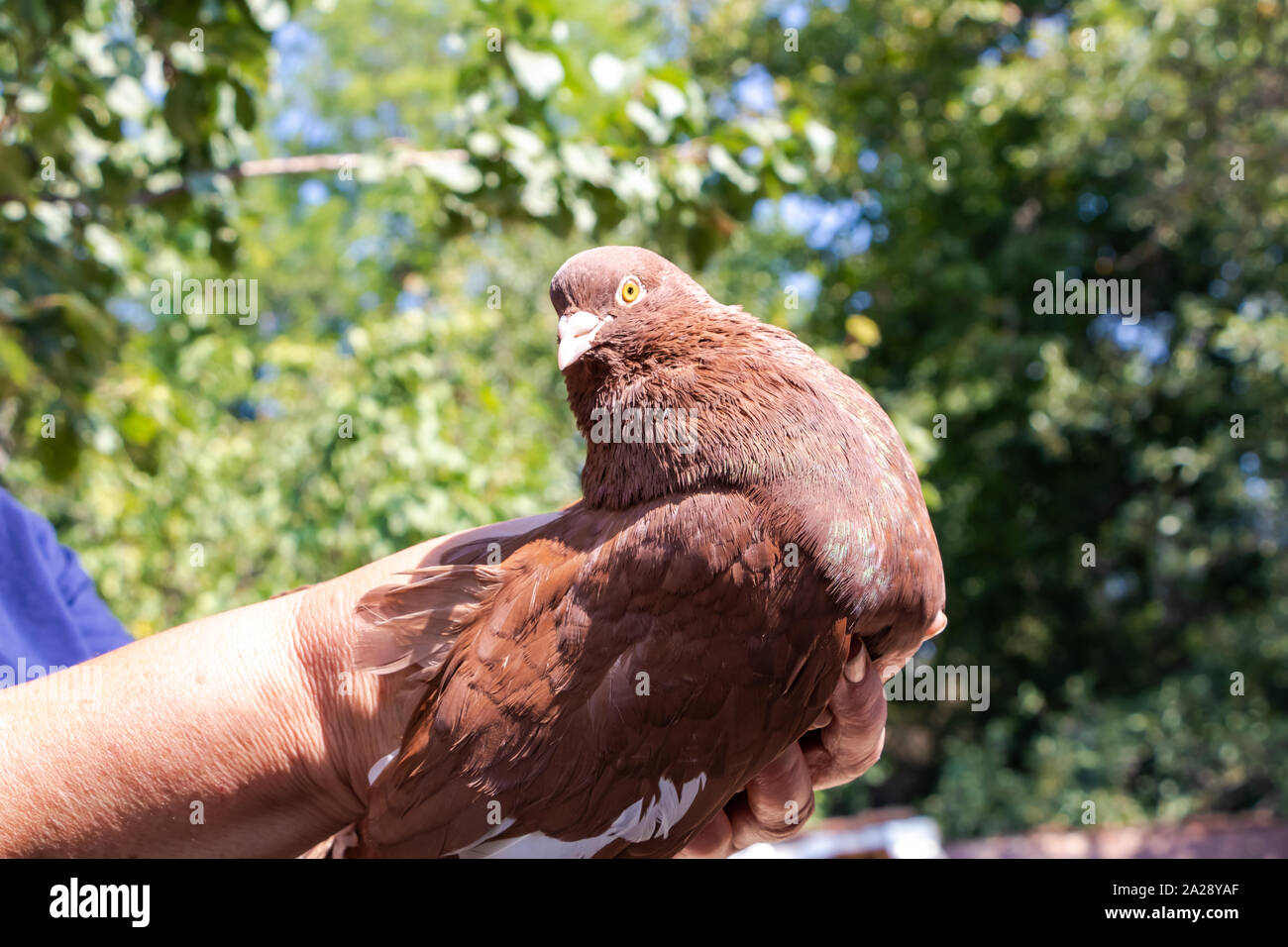 Brown pigeon in a human hands Stock Photo - Alamy