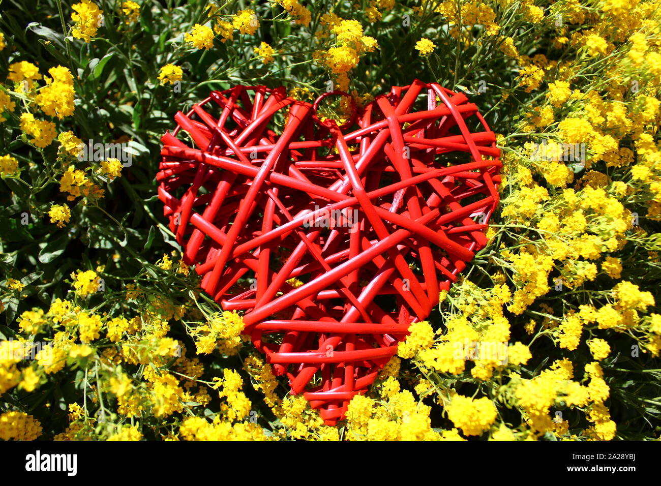 The picture shows a red heart and spring flowers Stock Photo - Alamy