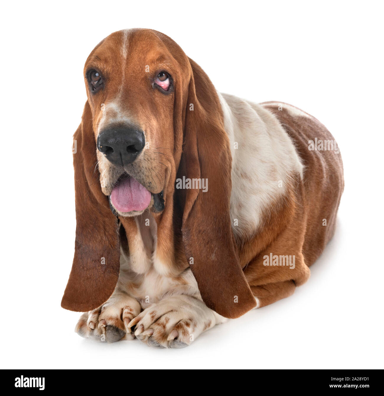 basset hound in front of white background Stock Photo - Alamy