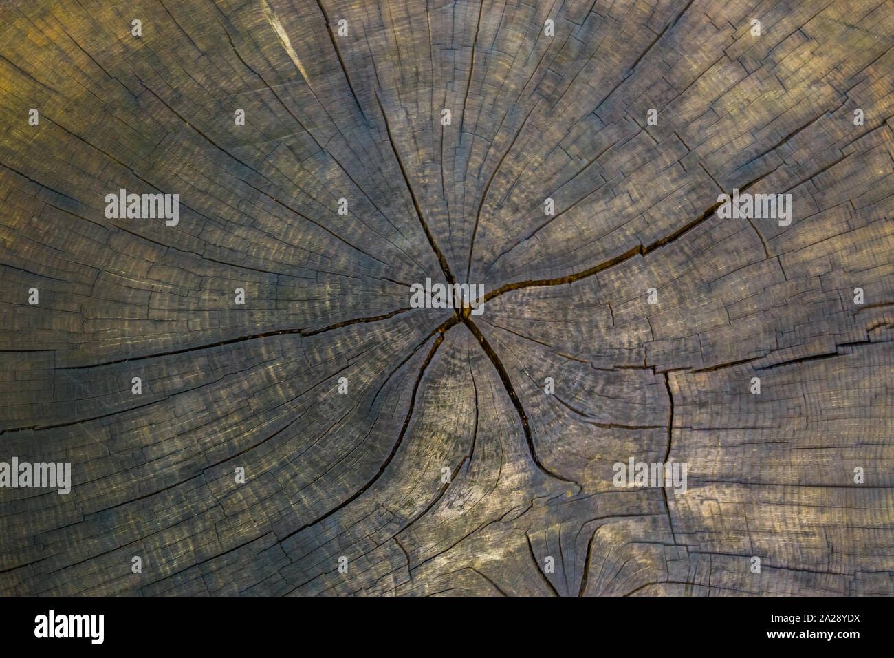 old tree section with annual rings and cracks, wooden pattern, nature ...