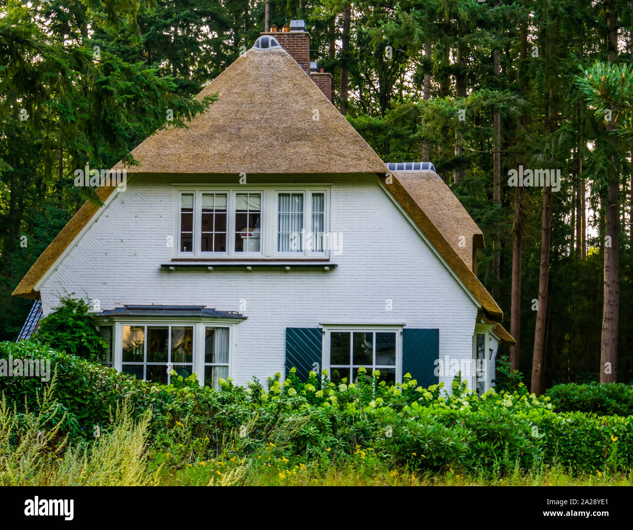 typical dutch house in a forest with a classical thatched roof, Rural ...