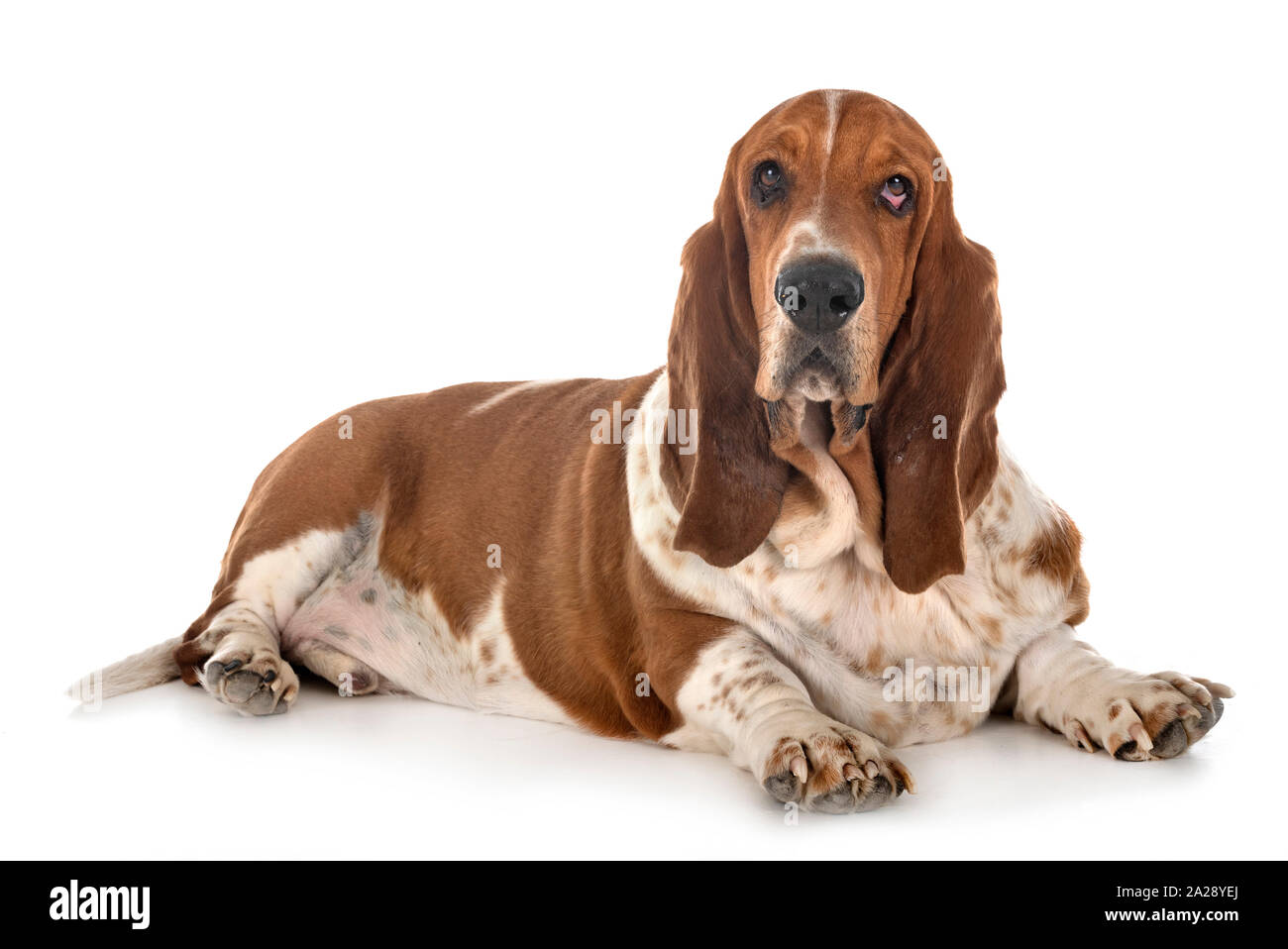 basset hound in front of white background Stock Photo - Alamy