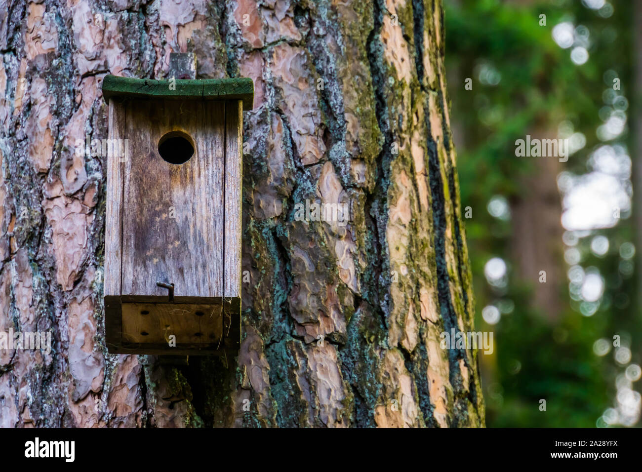 closeup of a wooden bird house hanging on a tree trunk, nature forest ...