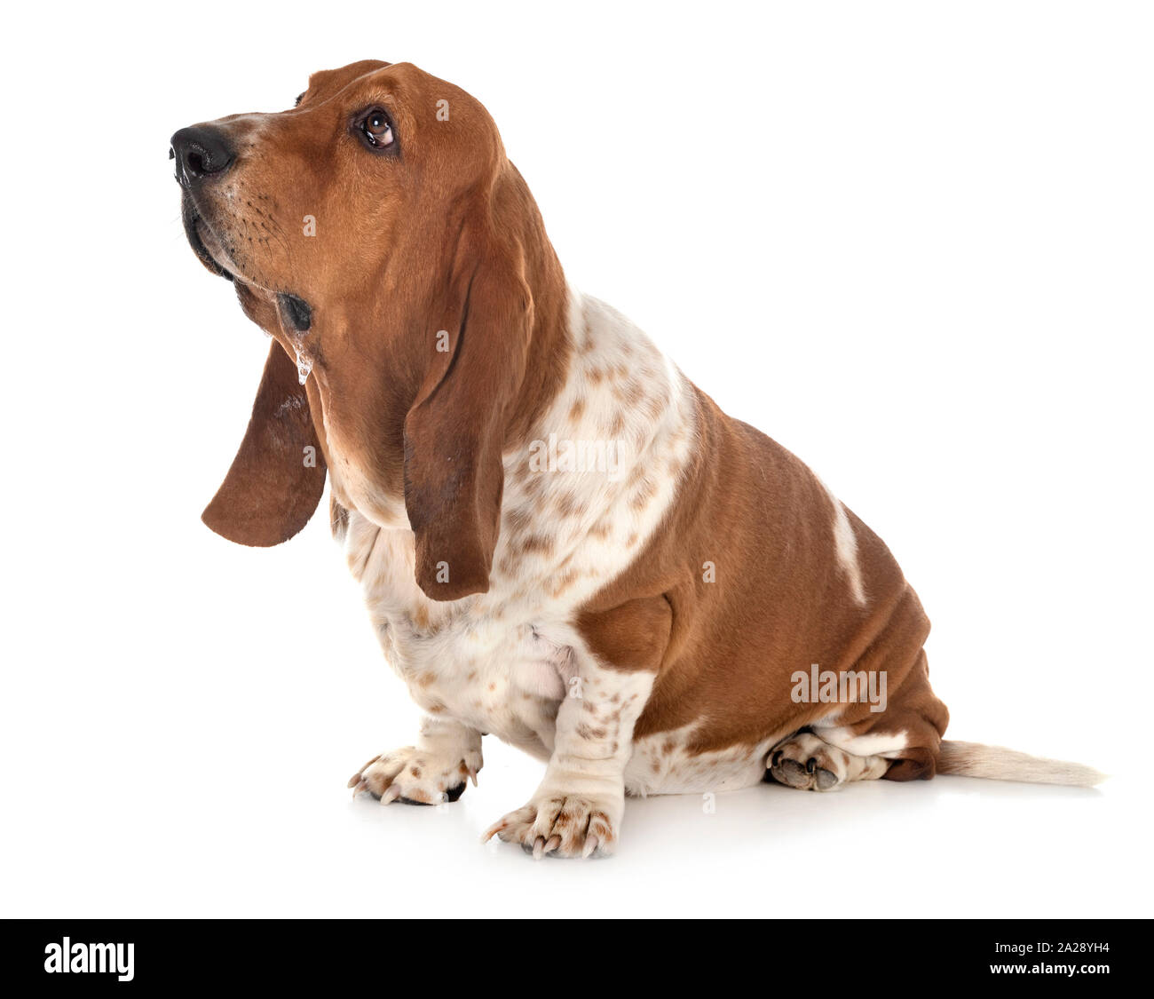 basset hound in front of white background Stock Photo - Alamy