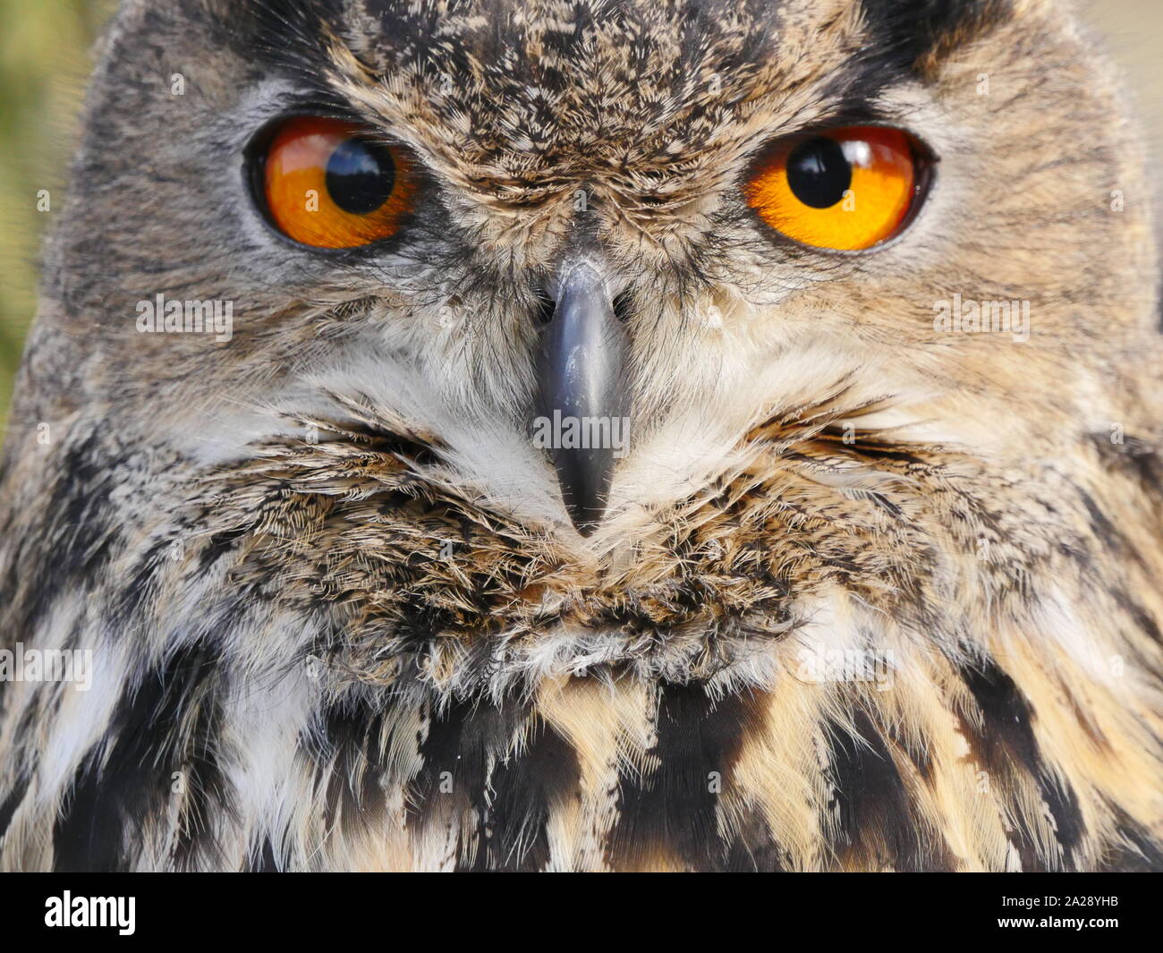 Eagle owl finland hi-res stock photography and images - Alamy