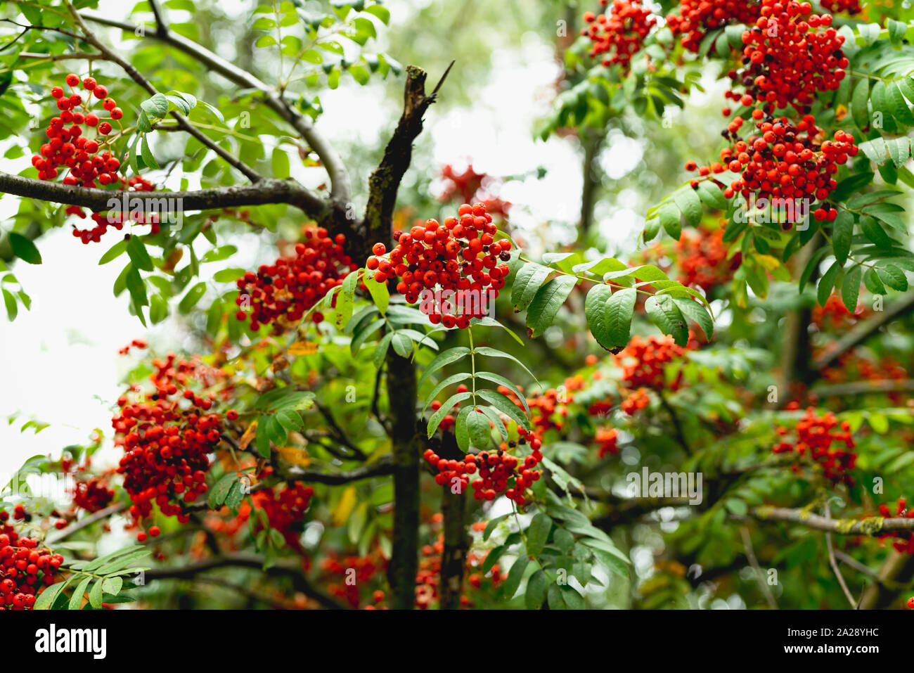 Rowen hi-res stock photography and images - Alamy