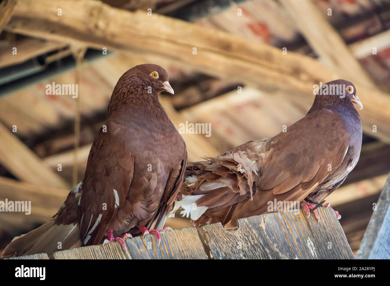 Brown pigeons under village roof Stock Photo - Alamy