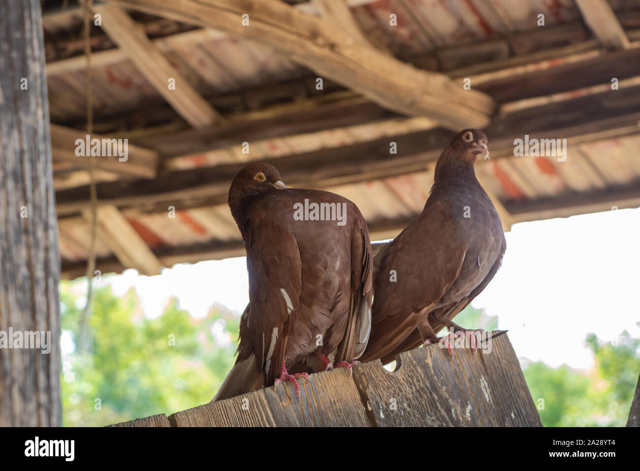 Bird pigeon under roof hi-res stock photography and images - Alamy