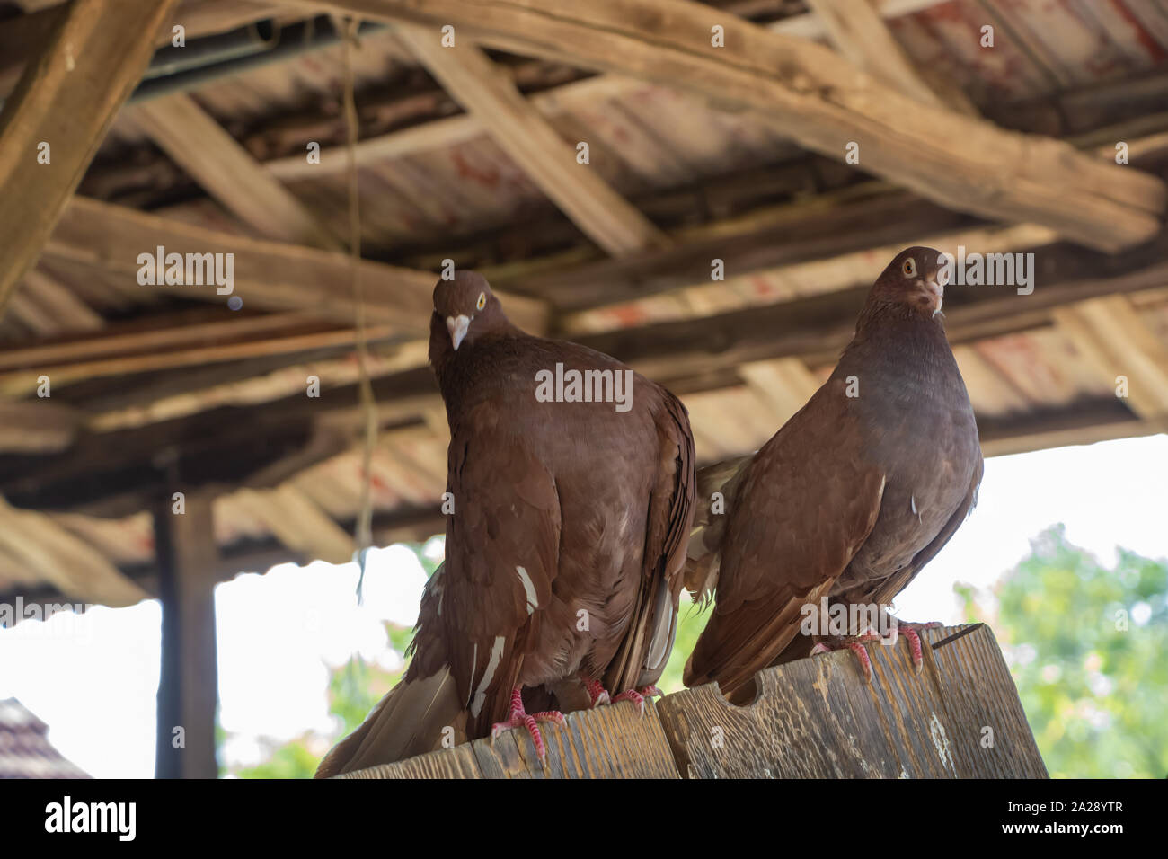 Bird pigeon under roof hi-res stock photography and images - Alamy