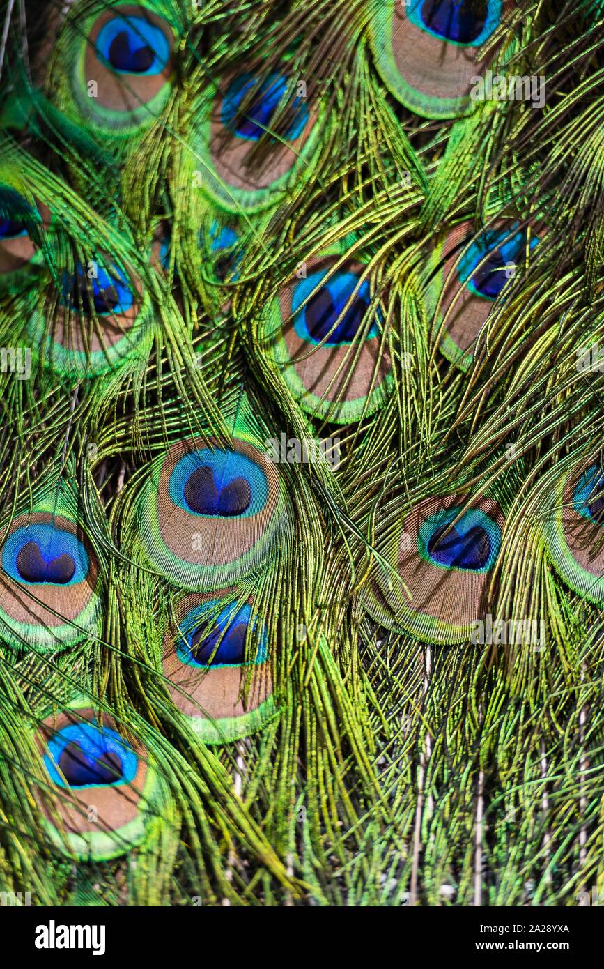 the tail of the peacock with its eyespot Stock Photo - Alamy