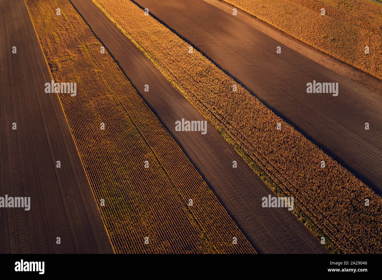 Aerial view of agricultural fields. Corn maize crop plantation from ...