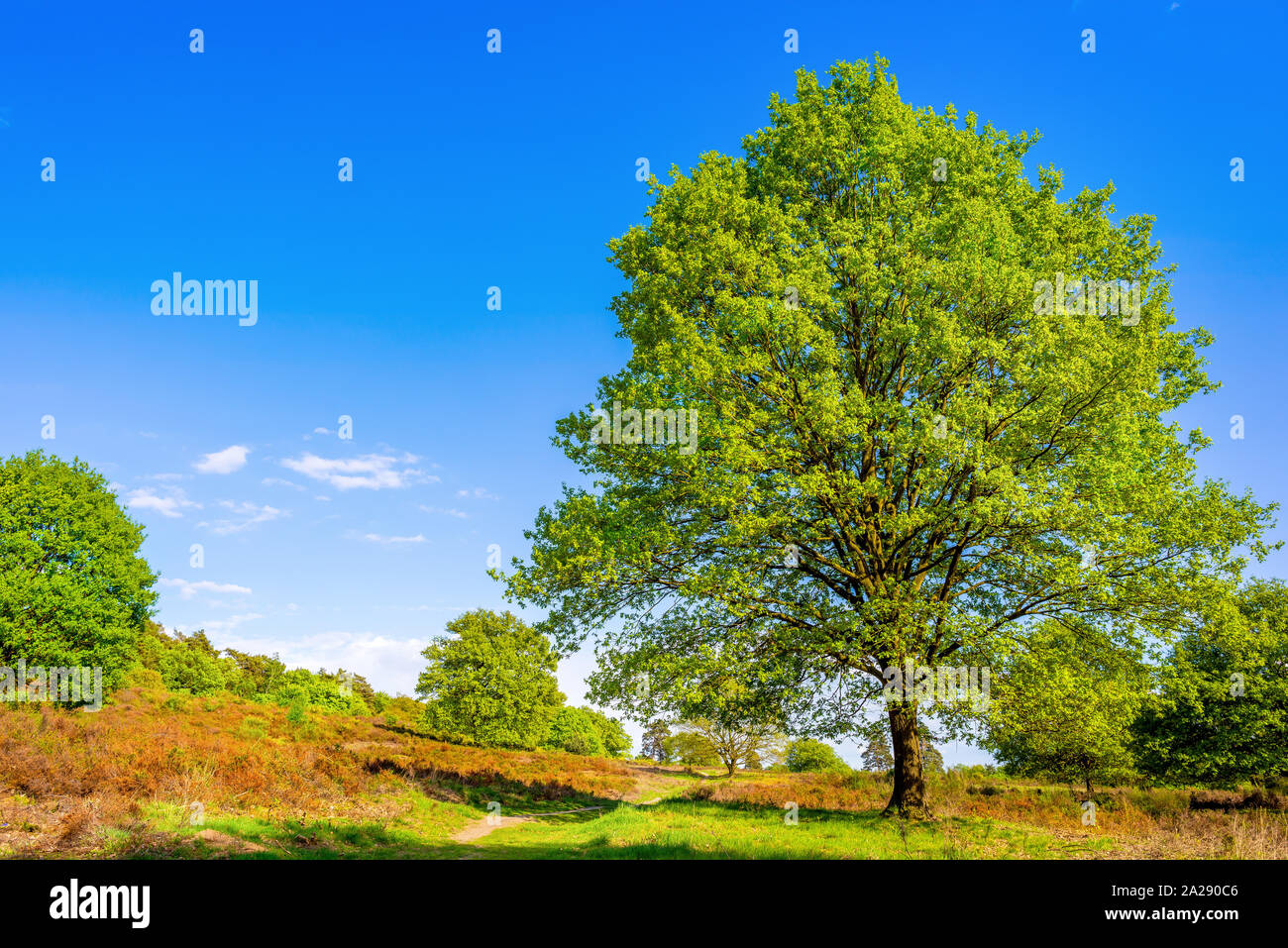 Landscape in spring with big oak tree and hiking trail Stock Photo - Alamy