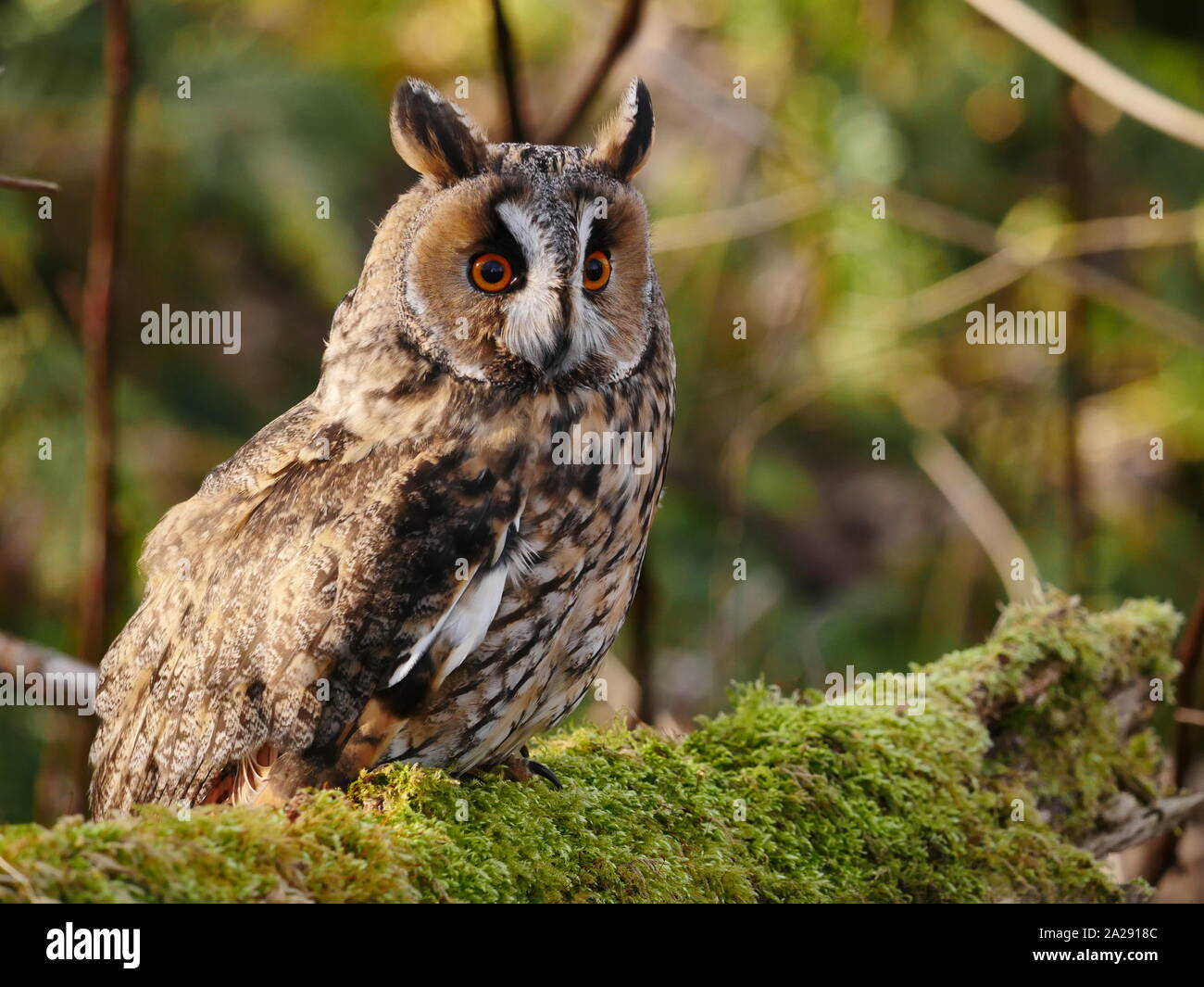 Long eared Owl Stock Photo - Alamy