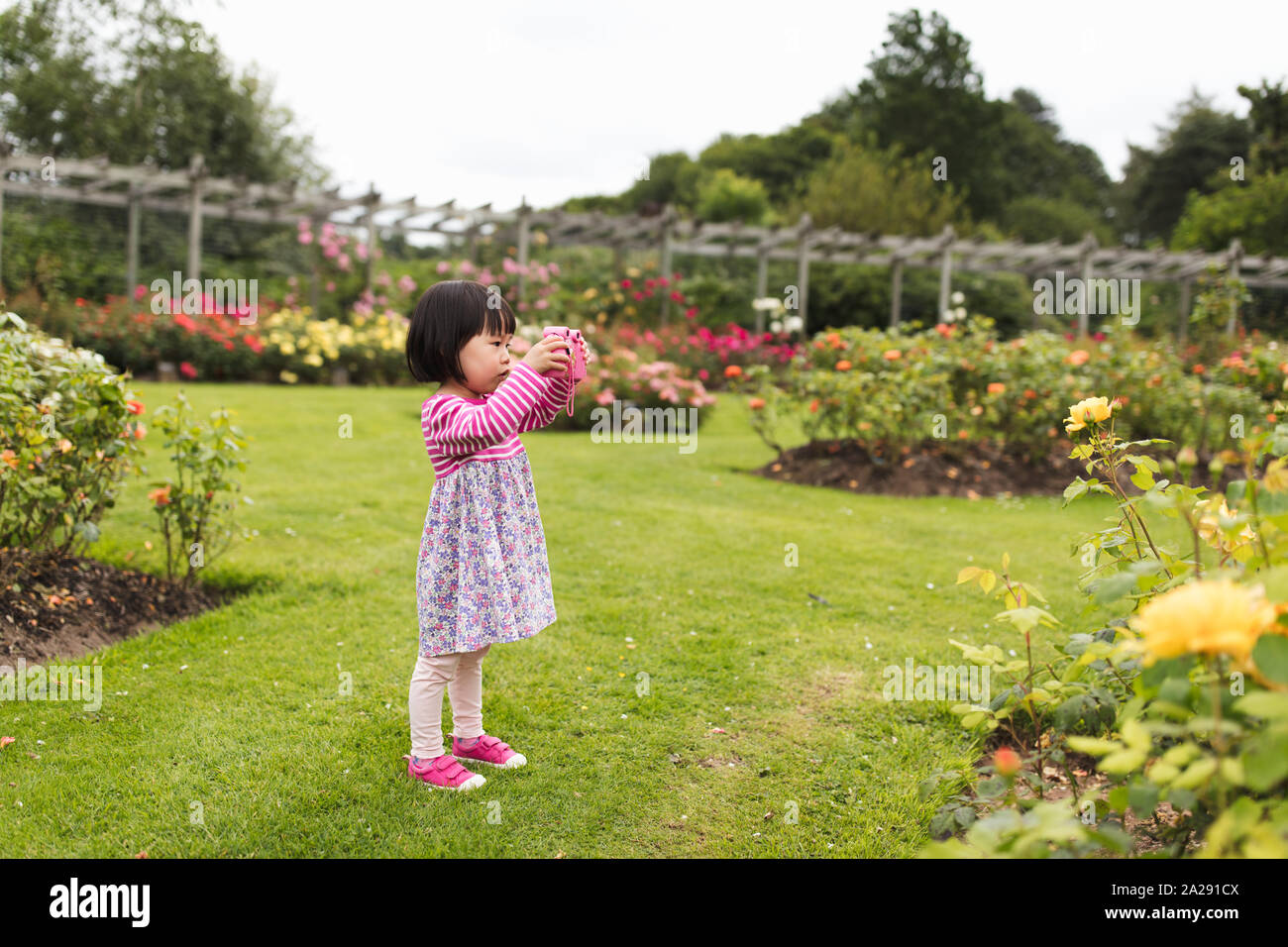 toddler girl play in summer rose garden Stock Photo - Alamy
