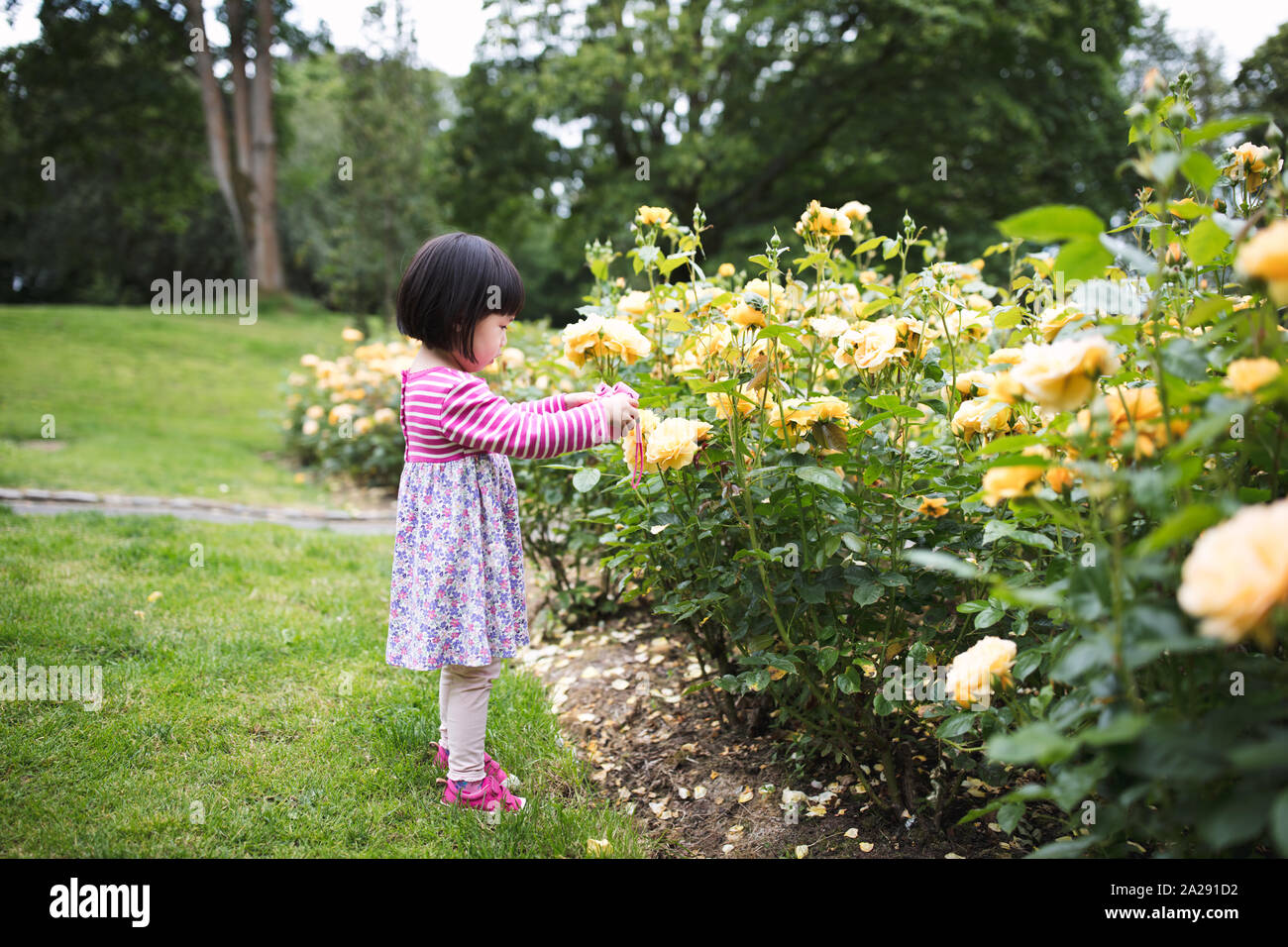 toddler girl play in summer rose garden Stock Photo - Alamy