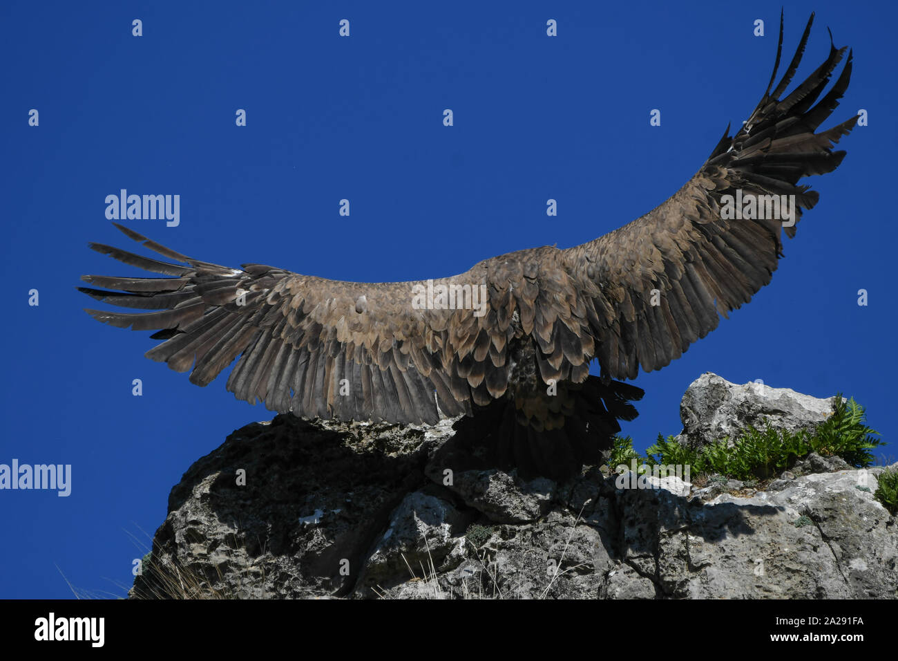 Animales vertebrados hi-res stock photography and images - Alamy