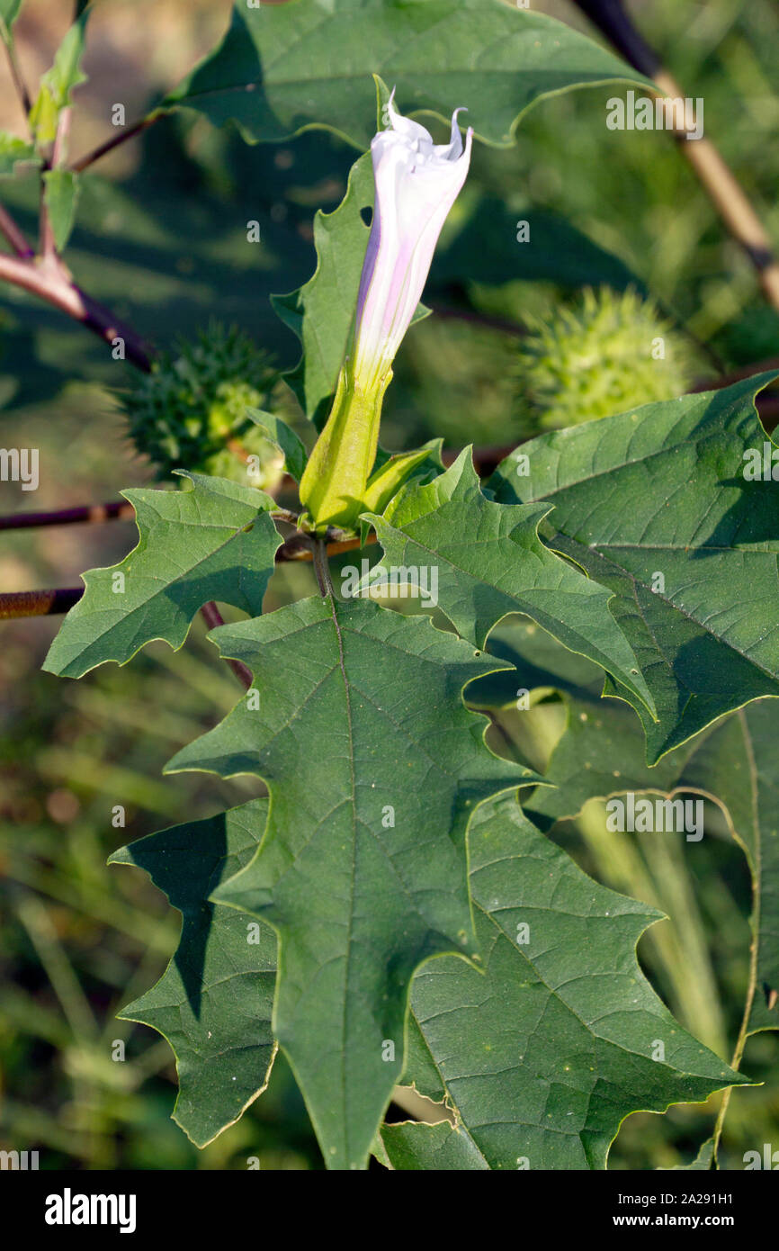 Jimson Weed Leaf