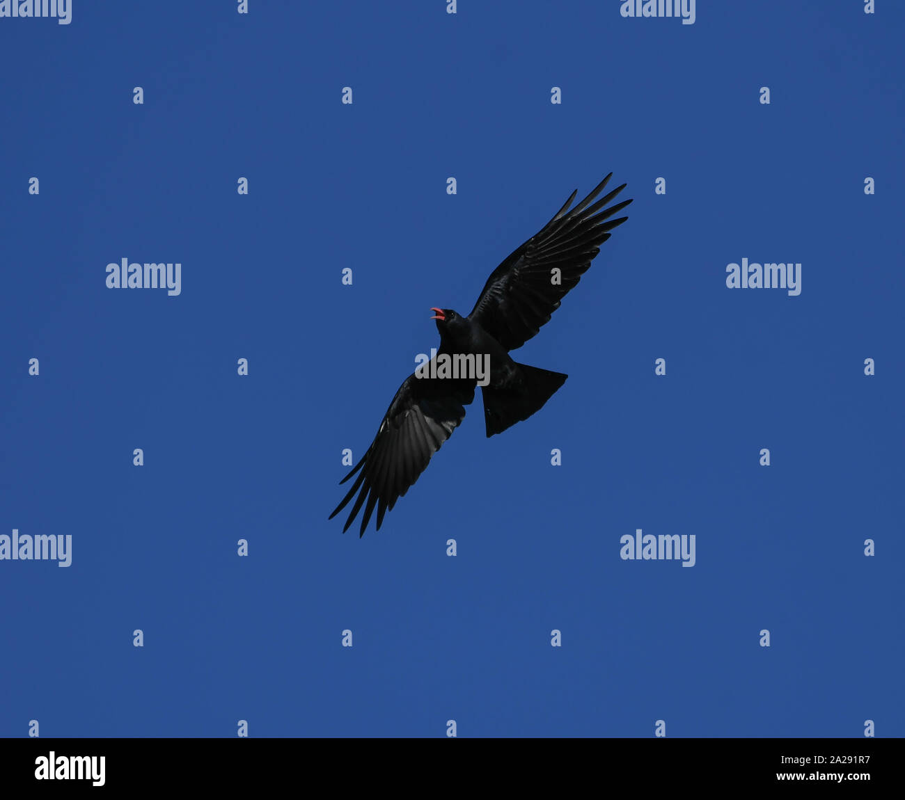 Cornish chough in flight hi-res stock photography and images - Alamy