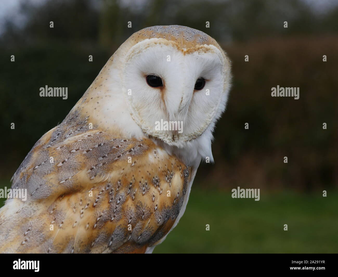 Barn Owl Stock Photo - Alamy