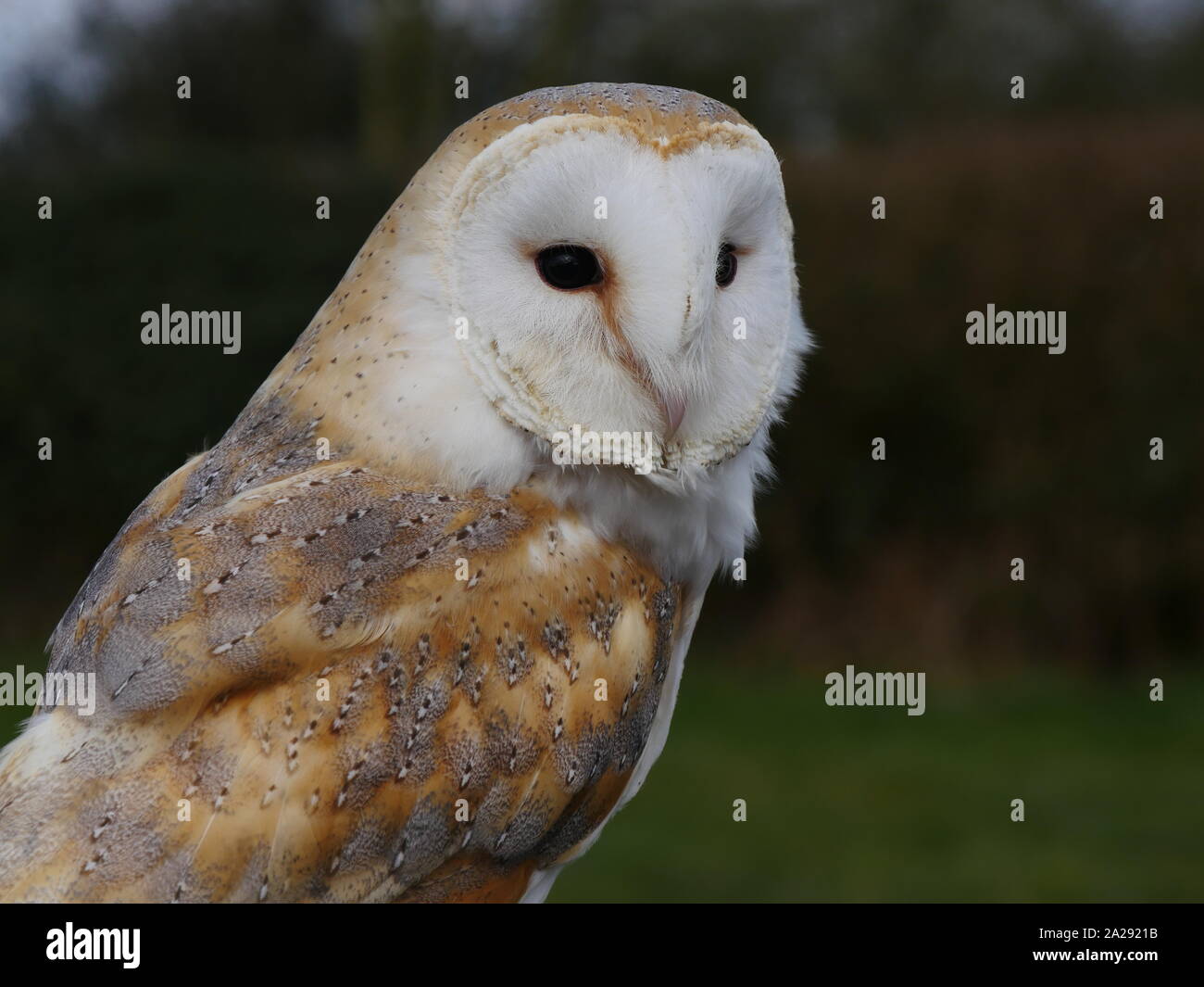 Barn Owl Stock Photo - Alamy