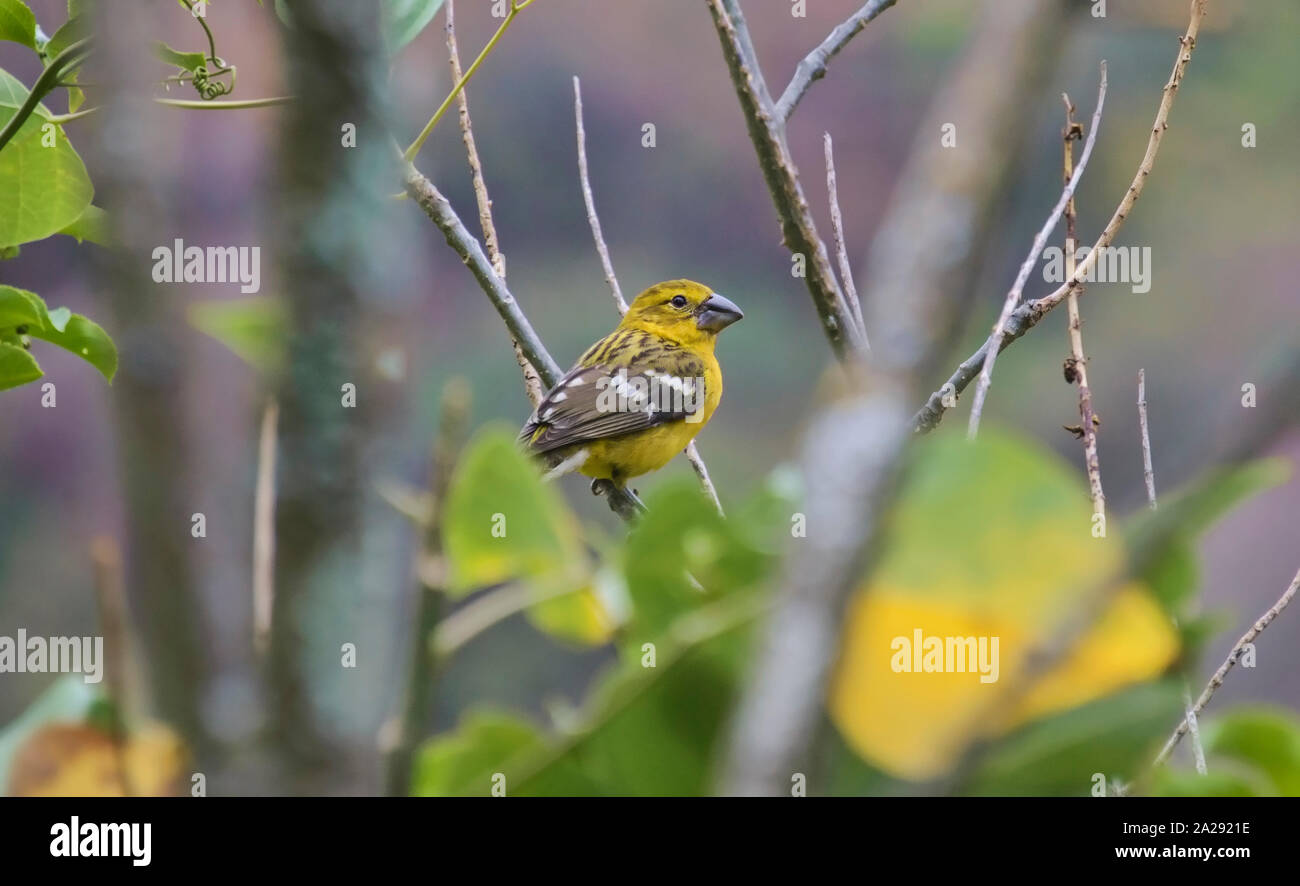 Golden tanager (Tangara arthus), Podocarpus National Park, Zamora ...