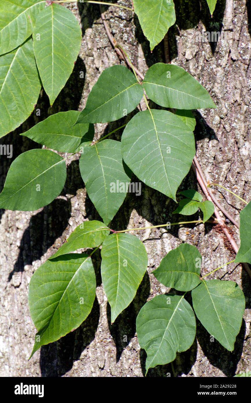 Poison ivy vine hi-res stock photography and images - Alamy