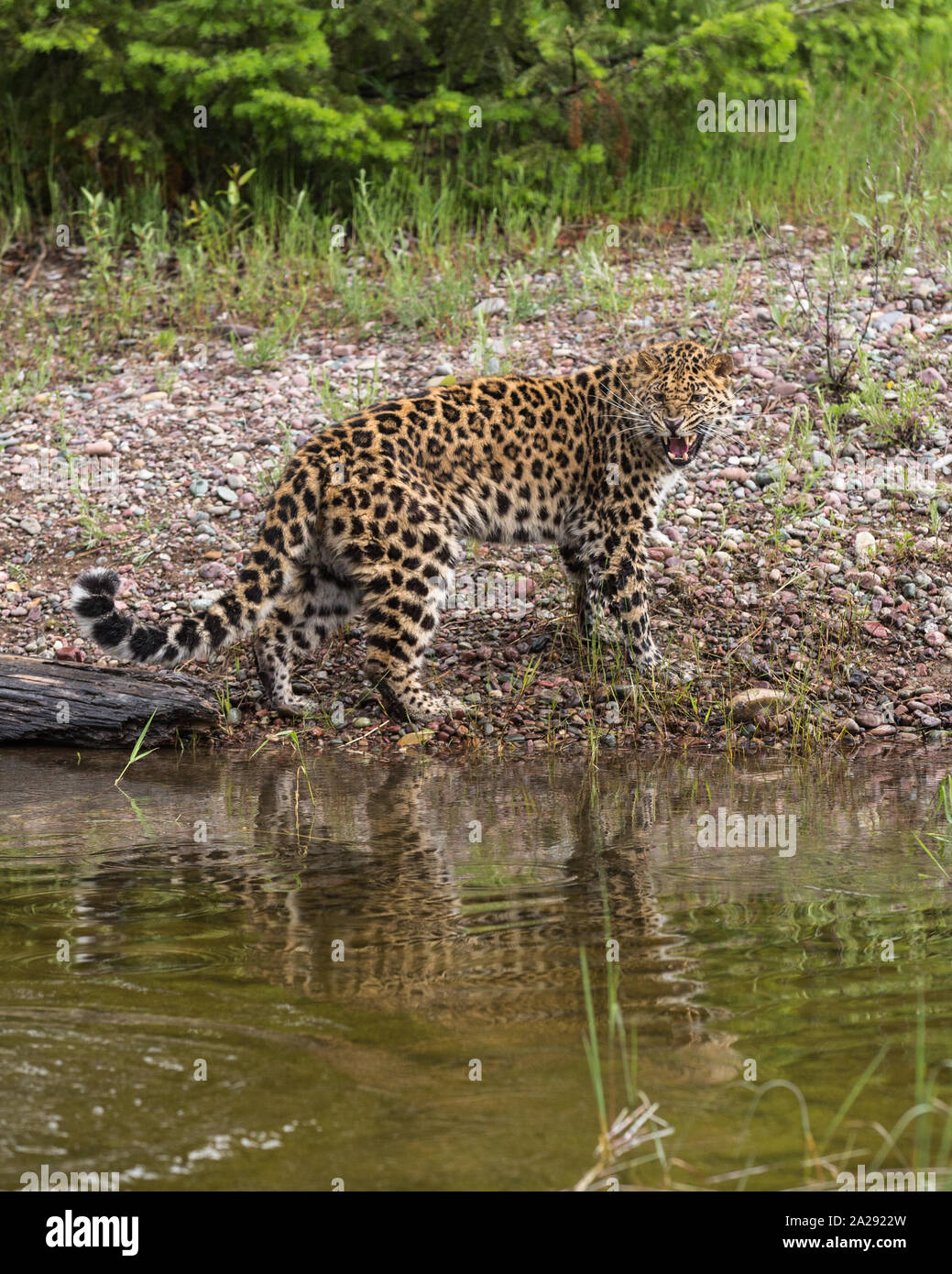 Juvenile Amur Leopard in Montana Stock Photo - Alamy