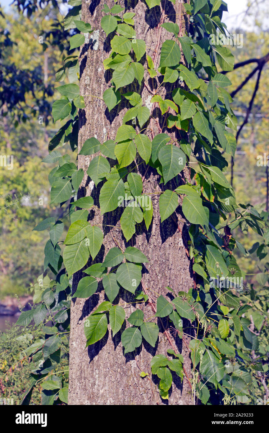 Wraps itself hi-res stock photography and images - Alamy