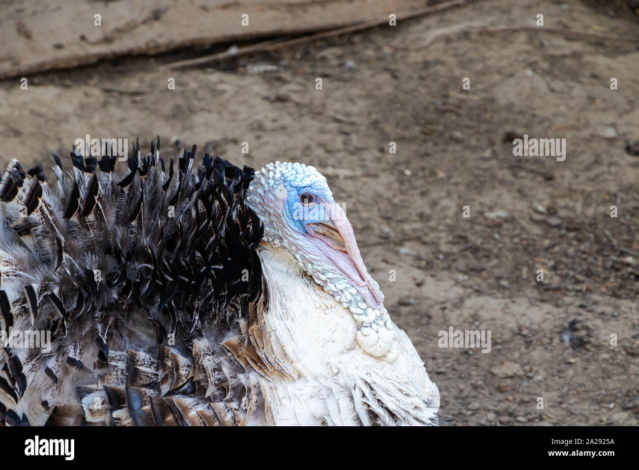 Turkey in a village yard Stock Photo - Alamy