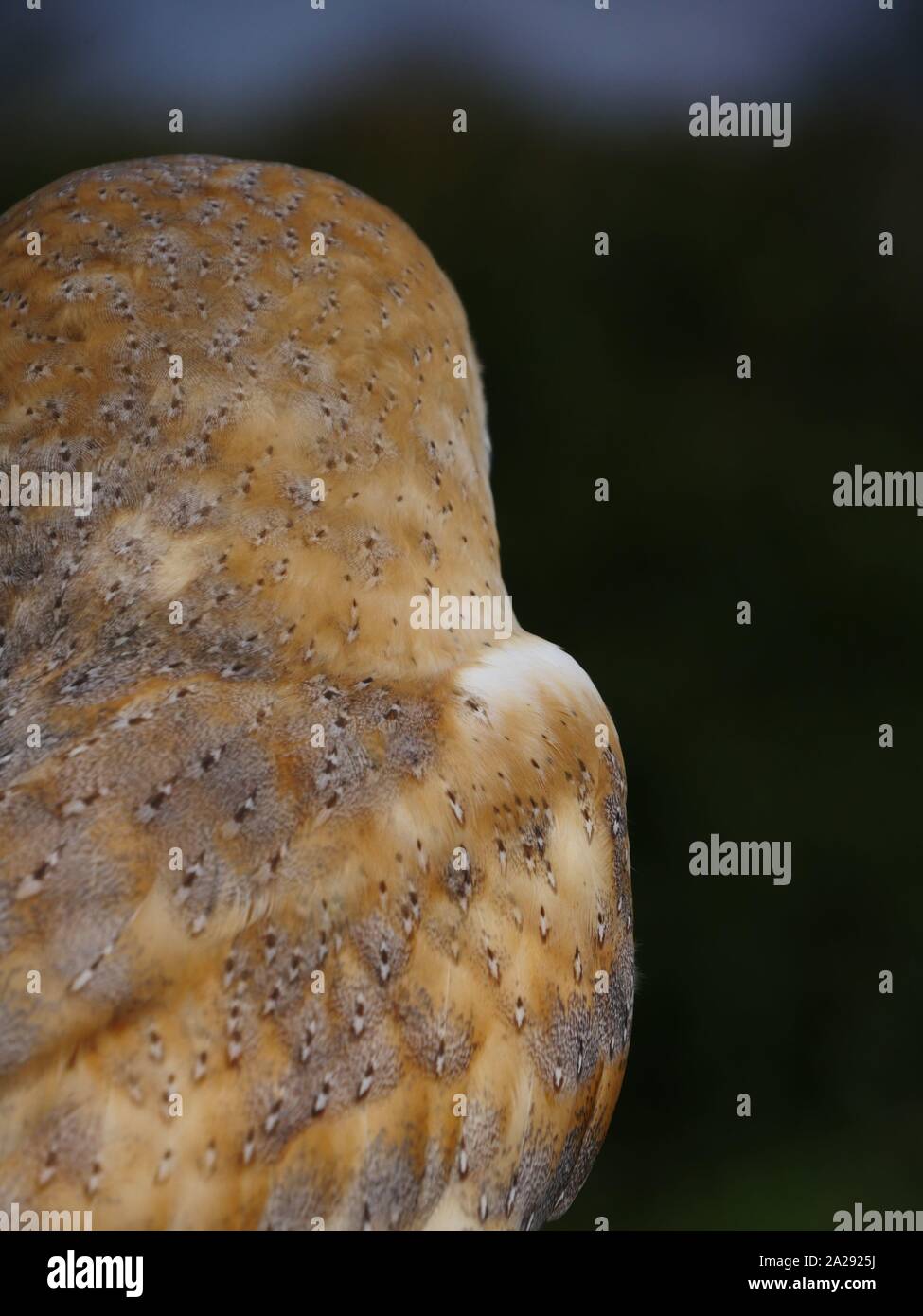 Barn Owl Stock Photo - Alamy