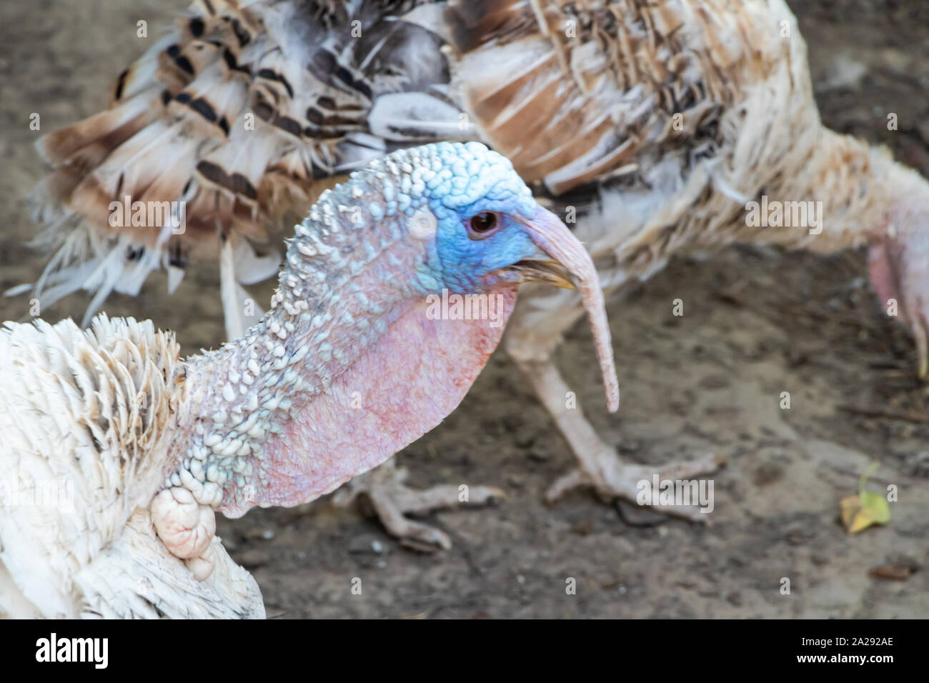 Turkey in a village yard Stock Photo - Alamy