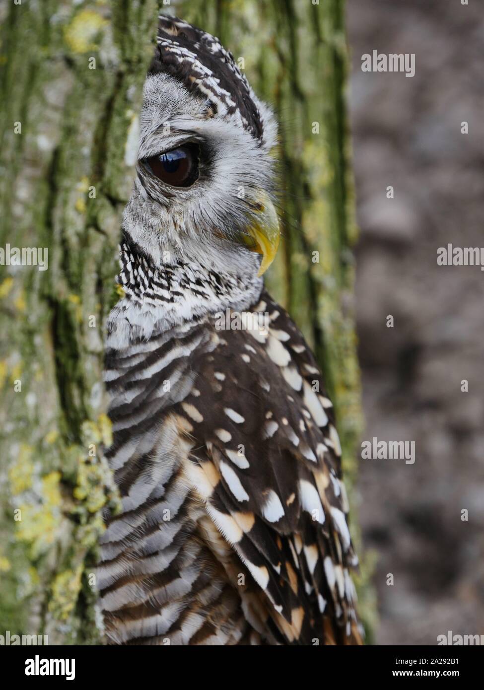 Barred Owl Stock Photo - Alamy
